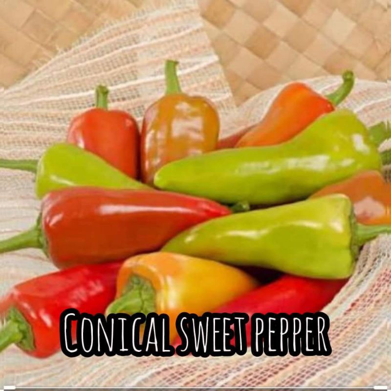 conical sweet pepper seeds ( 10 seeds) | Shopee Philippines