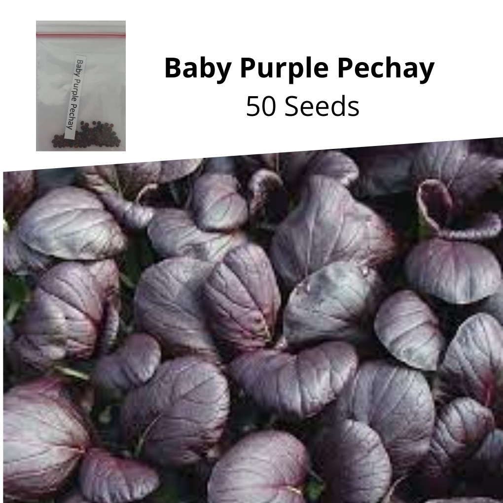 Baby Purple Pechay Seeds | Shopee Philippines