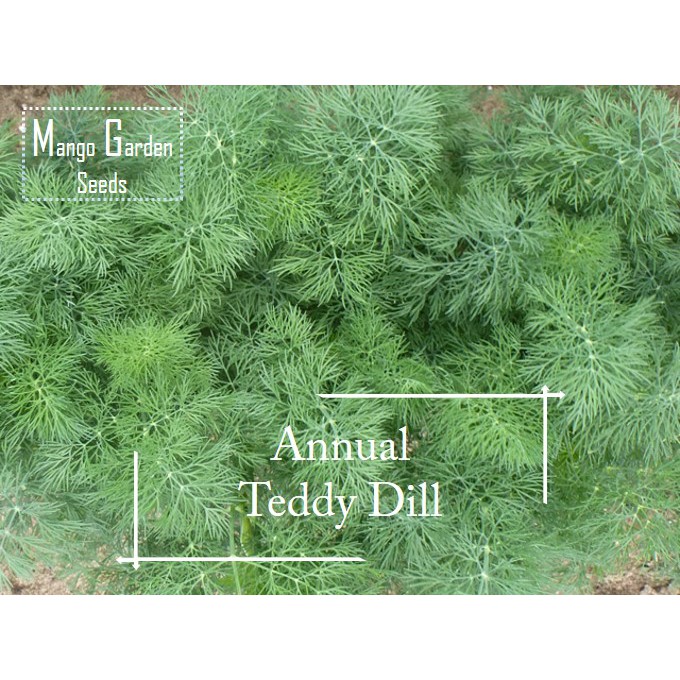 Annual Teddy Dill Herbs Seeds - 100 seed *Pot Friendly* - Mango Garden ...