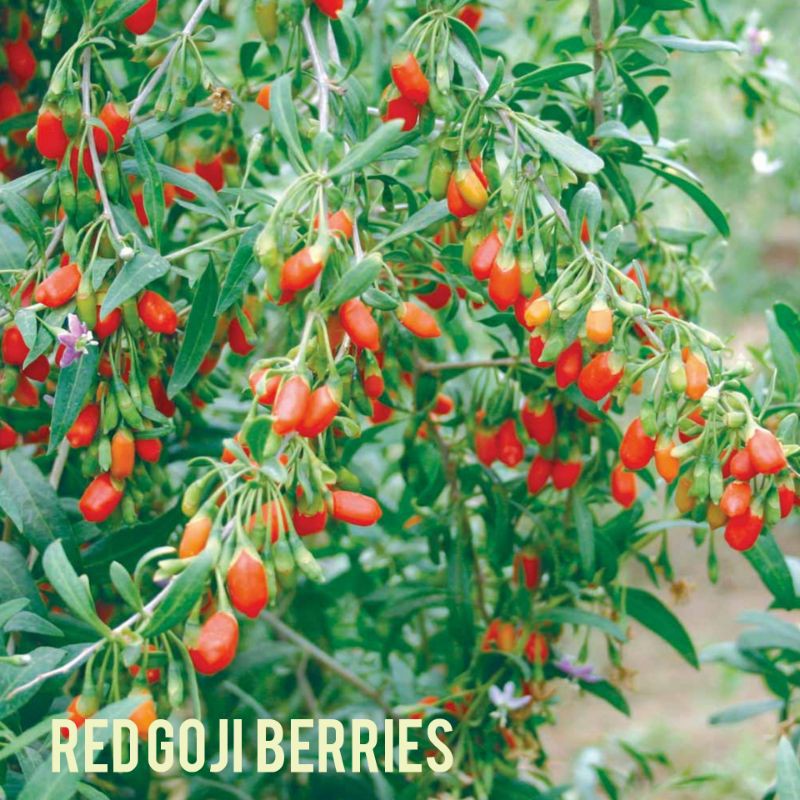 goji berry seed pack ( 100 seeds) | Shopee Philippines
