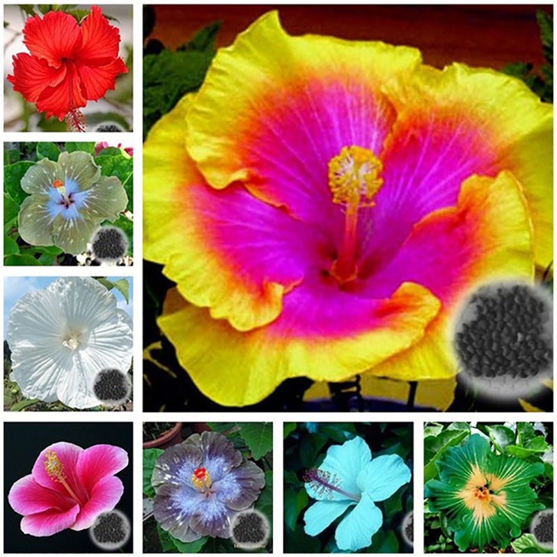 100pcs Beautiful Japan Giant Hibiscus Flower Seeds Assorted Colors ...