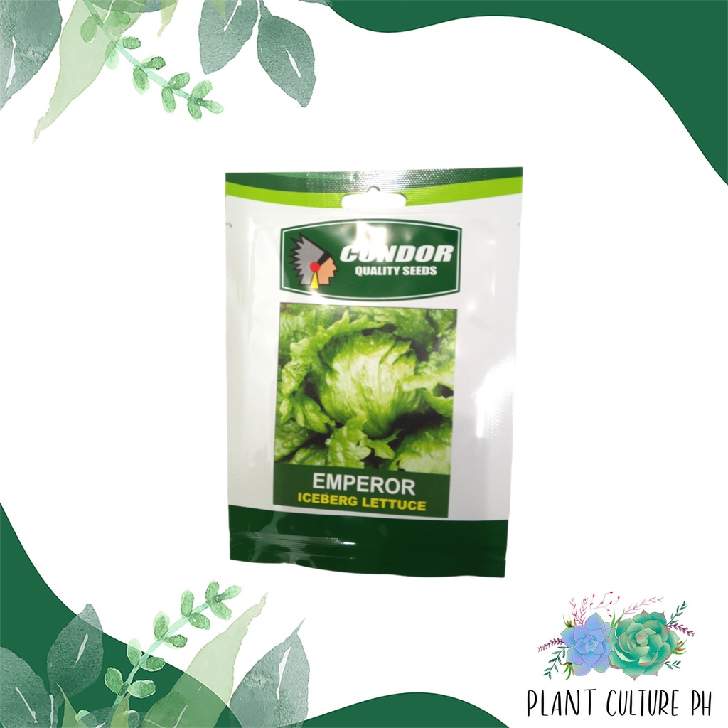 Condor Seeds Lettuce Varieties (Romaine, Iceberge, Green Wave, Lollo ...