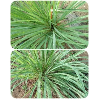 tanglad - Best Prices and Online Promos - Dec 2025 | Shopee Philippines