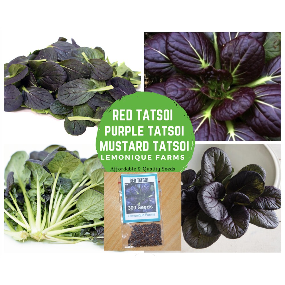 Red Tatsoi Seeds | Purple Tatsoi Seeds | Purple Mustard Tatsoi Seeds ...