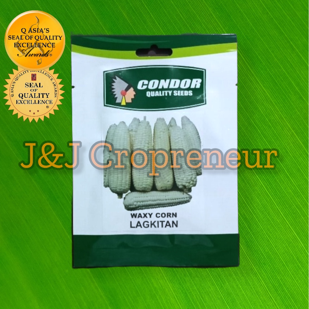 LAGKITAN OPV WAXY WHITE CORN SEEDS 10 GRAMS (CONDOR) | Shopee Philippines
