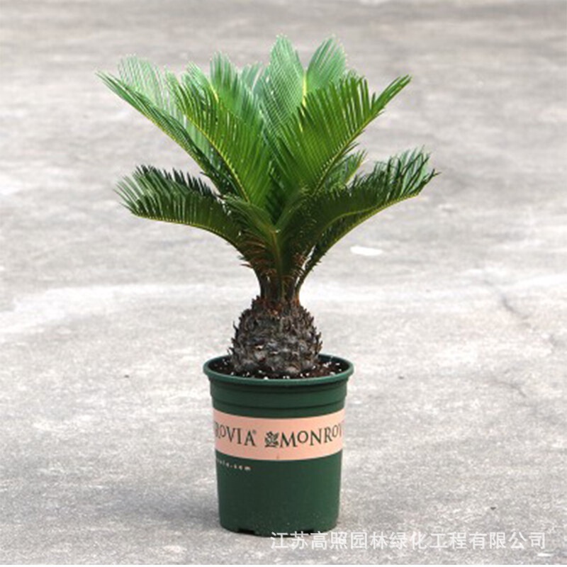 Sago Cycas Seedling Desktop Plant Pot Large Sago Cycas Courtyard ...