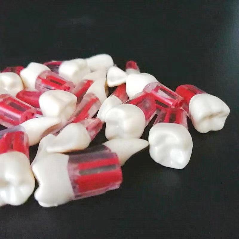 Endo Training Block Tooth Endodontics Root Canal Model Dentistry RCT ...