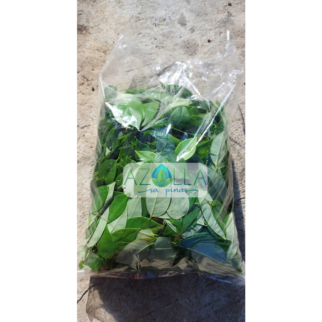 Buy 1 Get 1 Madre de Cacao or Kakawate Leaves | Shopee Philippines