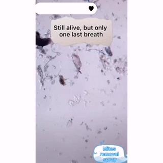 300ML Mite Spray Bed Bug Killer Dust Mite Remove Spray Non-toxic ...