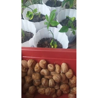 Shop castanas for Sale on Shopee Philippines