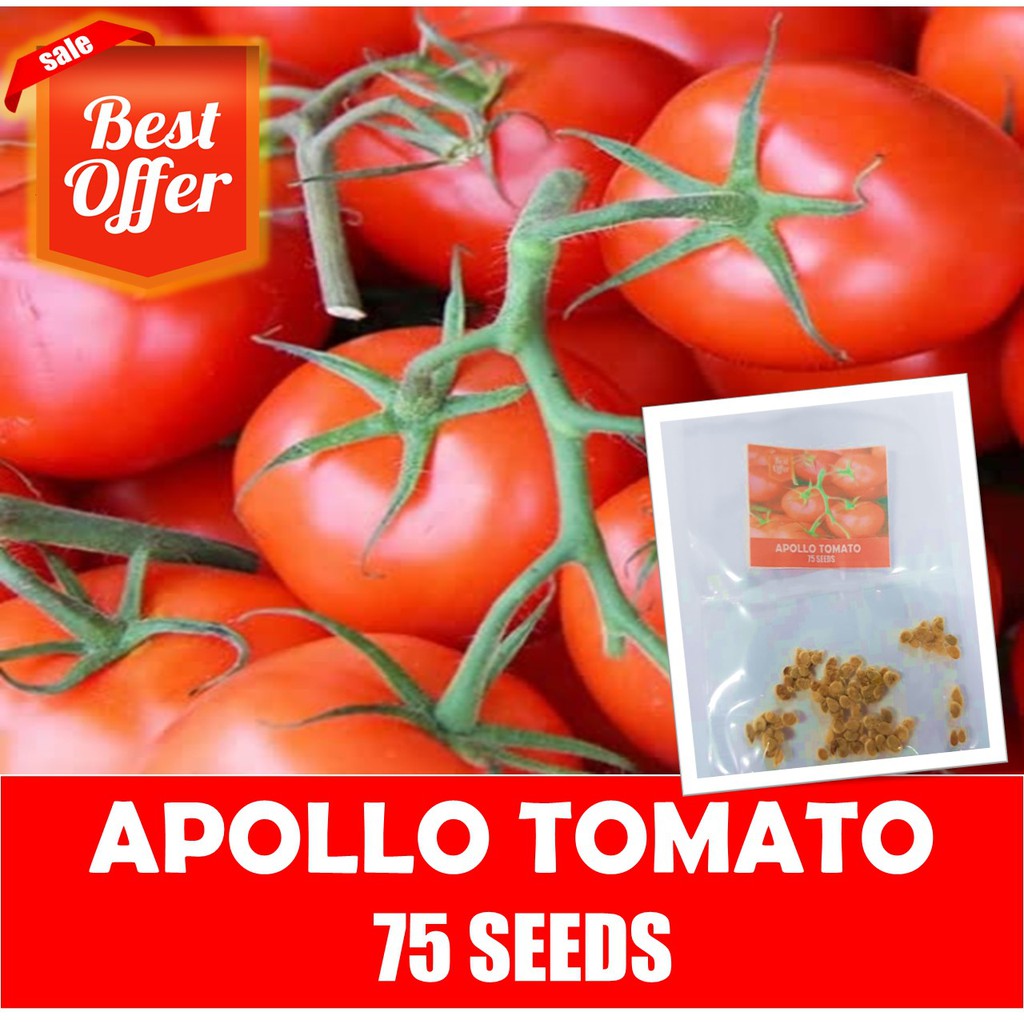 Apollo Tomato Seeds - Improve Variety | Shopee Philippines