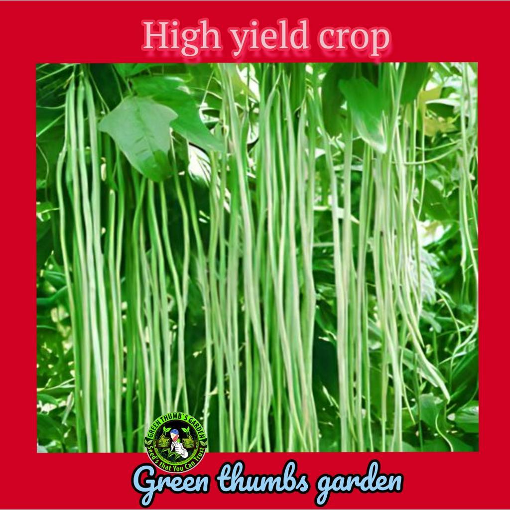 ONE METER STRING BEANS (SITAW) | Shopee Philippines