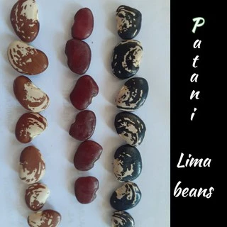 Shop patani beans for Sale on Shopee Philippines