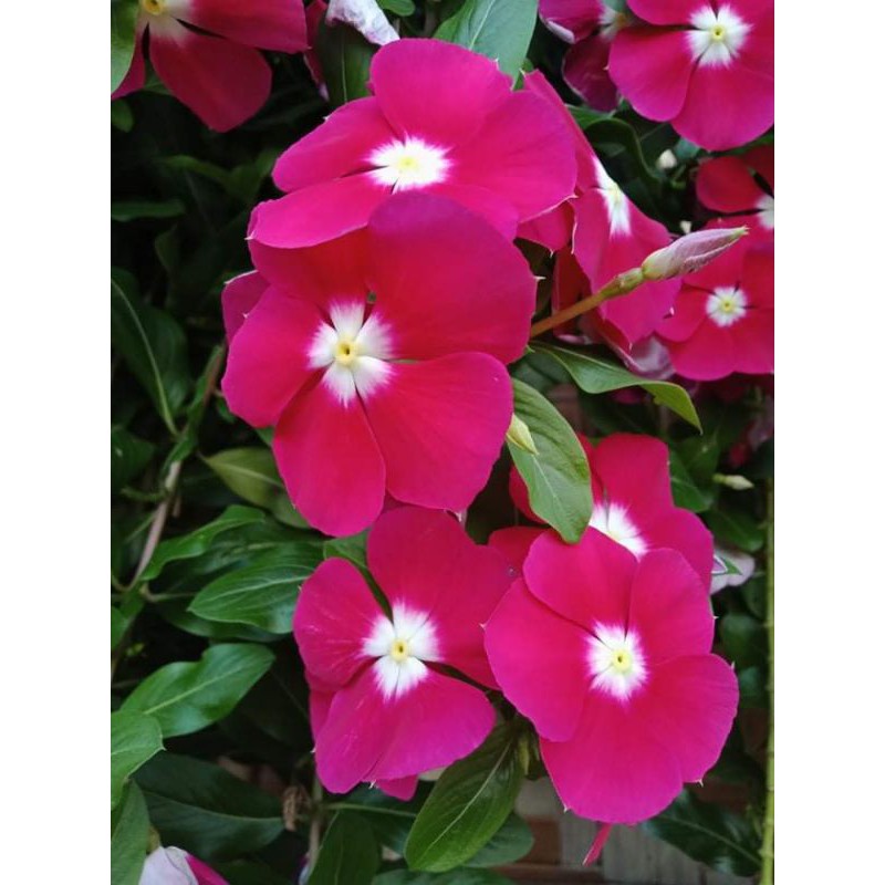 hanging Periwinkle /Vinca Red Varieties (20 seeds) | Shopee Philippines