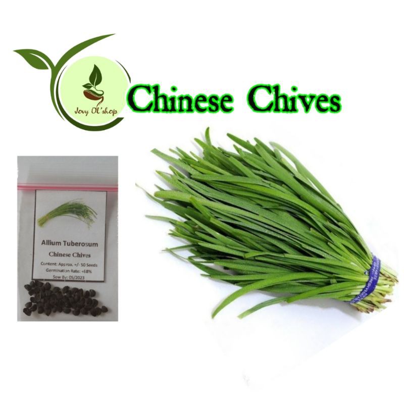 Chinese Chives Herbs Kutchay 50 Seeds | Shopee Philippines