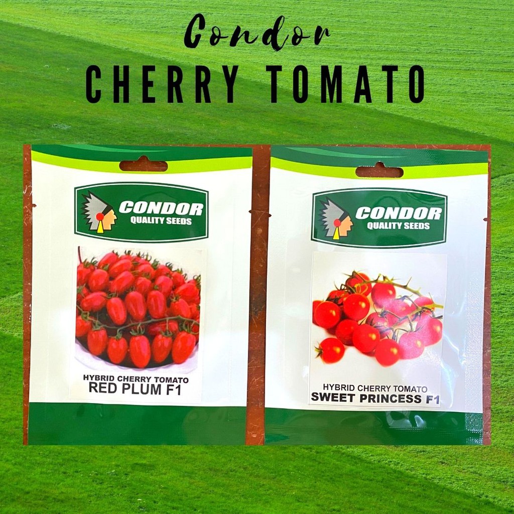 Condor CHERRY TOMATO Seeds | Shopee Philippines