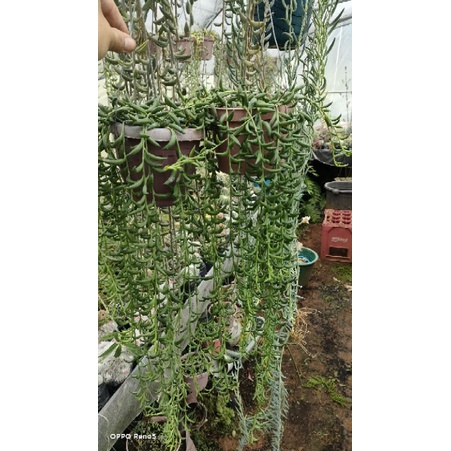 STRING OF BANANA COLLECTION | Shopee Philippines