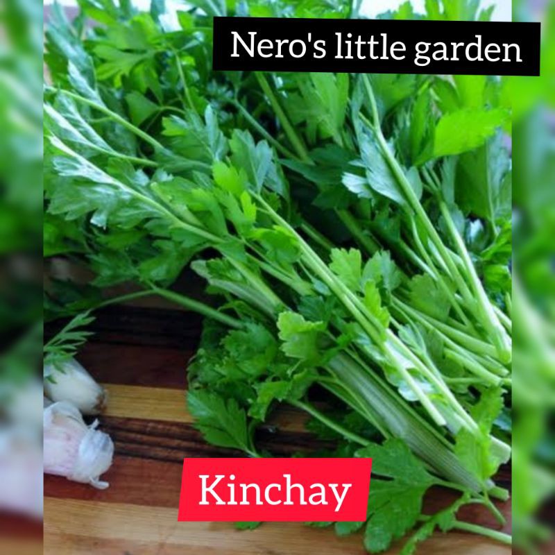 kinchay or chinese celery seed pack (100 seeds) | Shopee Philippines