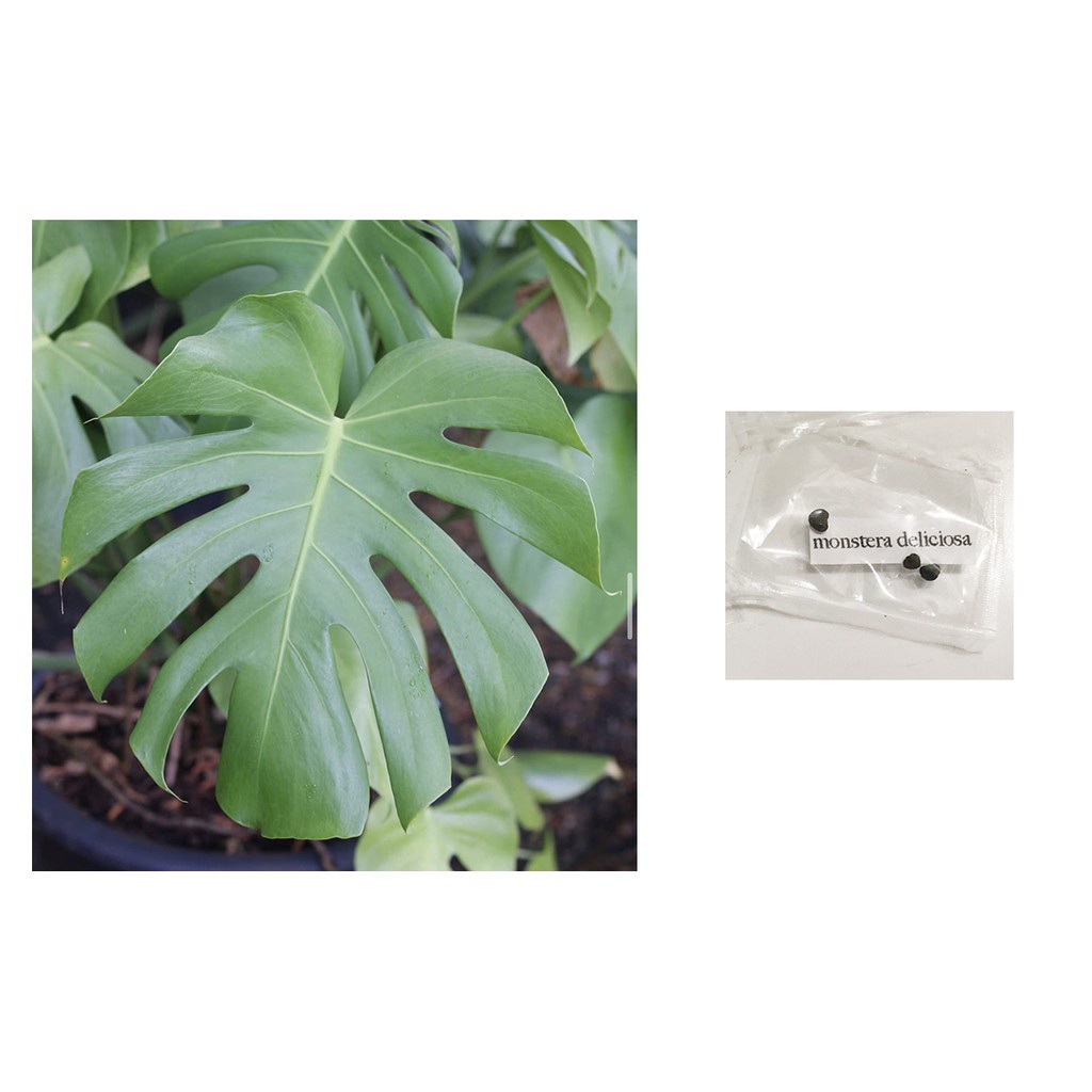 monstera deliciosa dried seeds plant indoor split leaf aroid live plant ...