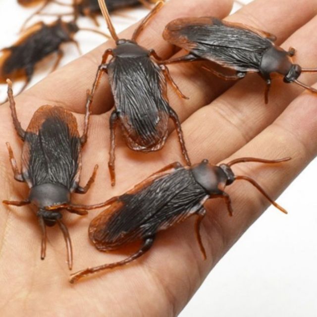 Cockroach/ipis prank 10 pcs prank toy | Shopee Philippines