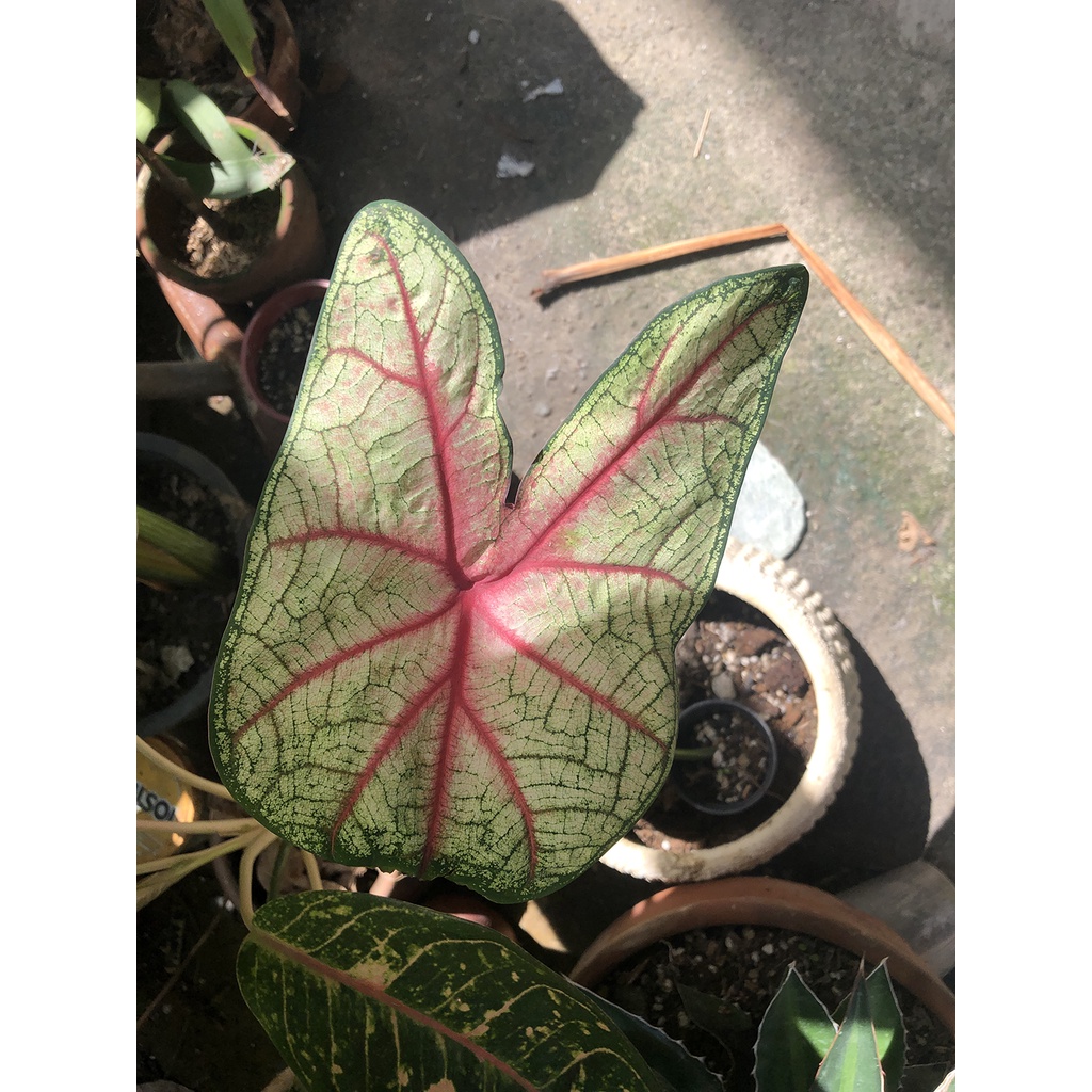 white queen caladium live aroid plant | Shopee Philippines