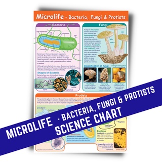 MICROLIFE BACTERIA FUNGI & PROTISTS POSTERS CHARTS I ALL ABOUT SCIENCE ...