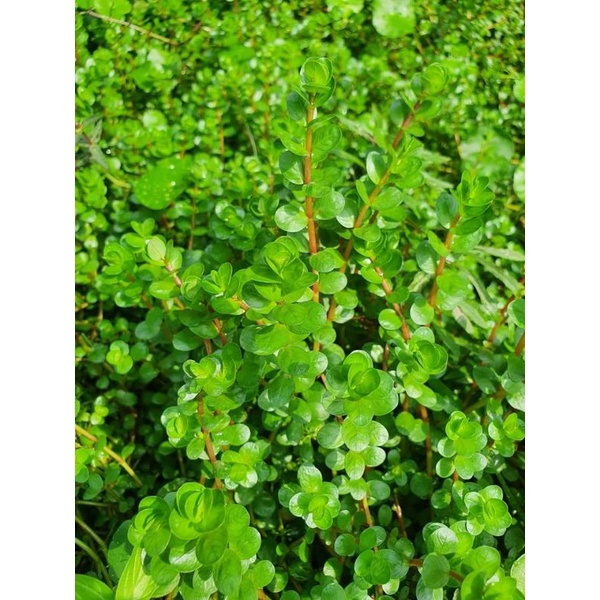 AQUATIC PLANT (ROTOLA) | Shopee Philippines