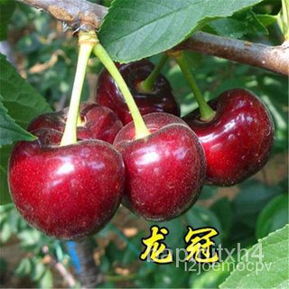 American Cherries Cherry Seedlings Sweet Cherry Early Maturity Late ...