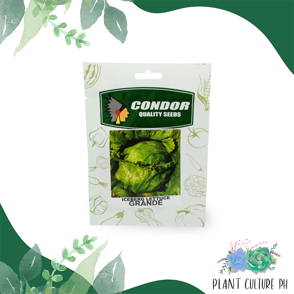 Condor Quality Seeds Iceberg Lettuce Grande 2G | Shopee Philippines