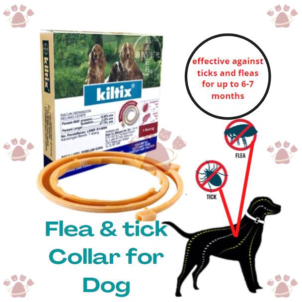 Bayer Kiltix Collar Anti Flea & Ticks For Dog Detick Coller (M/L size ...