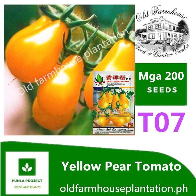 20pcs Yellow Pear Tomato Seeds Brandywine Tomato seeds Marglobe Tomato ...