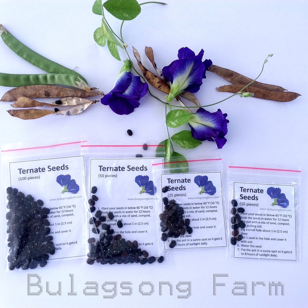Shop blue ternate for Sale on Shopee Philippines