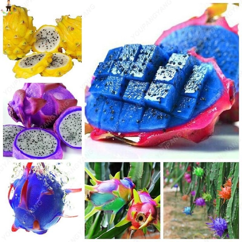 20pcs Pitaya Garden WHITE DRAGON Fruit Seeds Friut Seeds | Shopee ...
