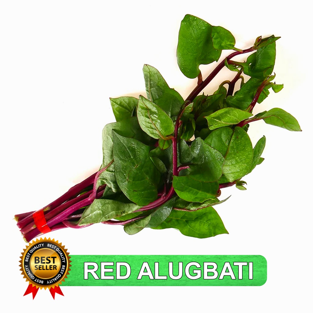 VALUE PACK! 4PCS SEEDS - RED ALUGBATI SEEDS/TAGALOG HYBRID/EASY TO GROW ...