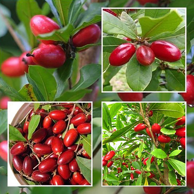 20 Rare Miracle Fruit Seeds Synsepalum Dulcificum Garden Plants Freshly ...