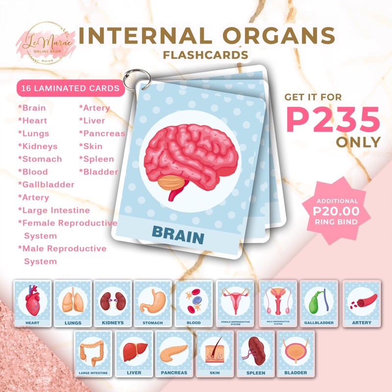 INTERNAL ORGANS - Laminated Flashcards Interactive Educational Toys ...