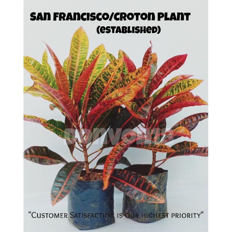 San Francisco Croton Plant with roots seedling bag Shopee Philippines