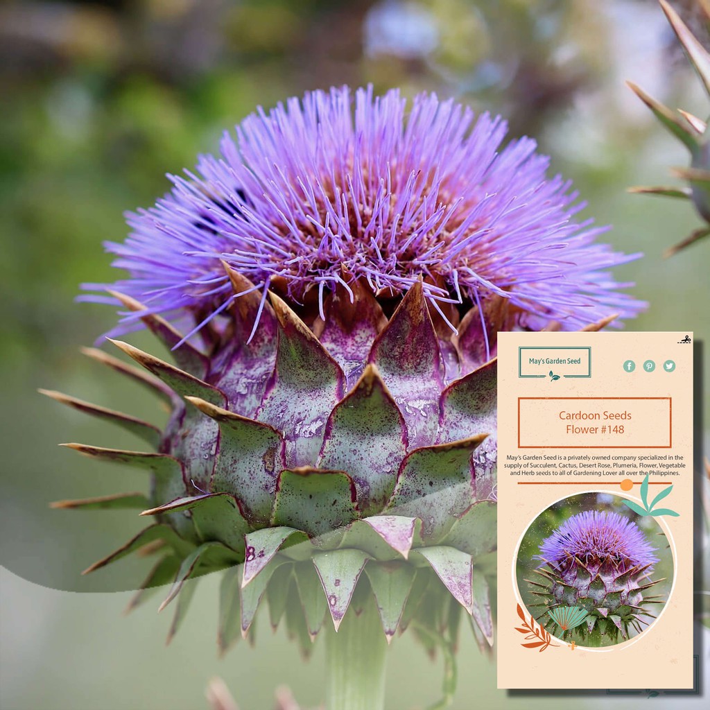 Cardoon Seeds, Cynara Cardunculus Seeds, Flower Seeds#148 | Shopee ...