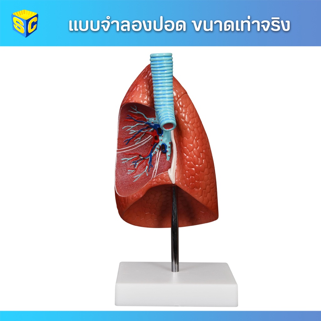Lung Model Life Size | Shopee Philippines