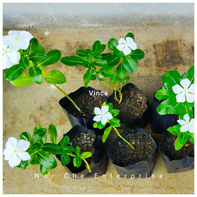 Upright Upright Vinca Basic Beautiful White Purple Light Purple ...