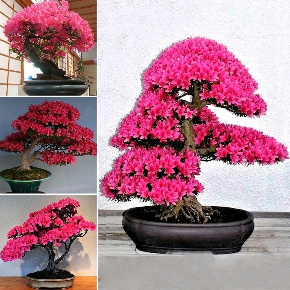 10Pcs Japanese Sakura Seeds Cherry Blossom Flower Seeds Bonsai Rare ...