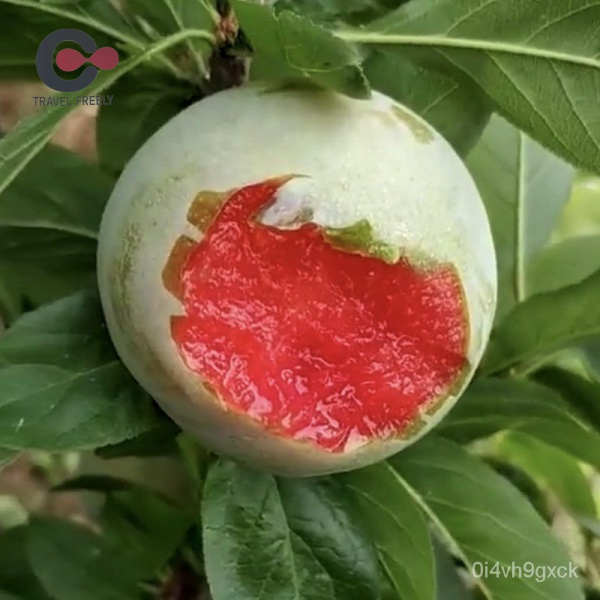 Planting Fruit Seedlings Large Green Peel Red Heart Plum Seedlings ...