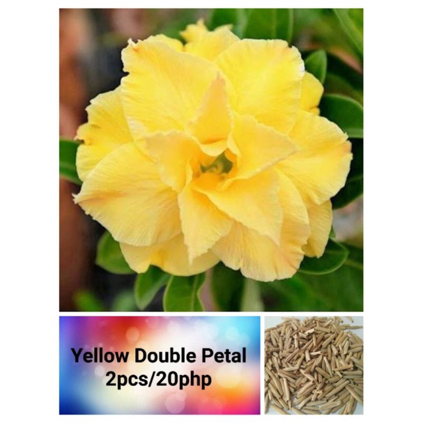 Adenium Obesum "Yellow Double Petal" Seeds (2pcs) | Shopee Philippines