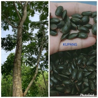 tree seeds - Best Prices and Online Promos - Dec 2024 | Shopee Philippines