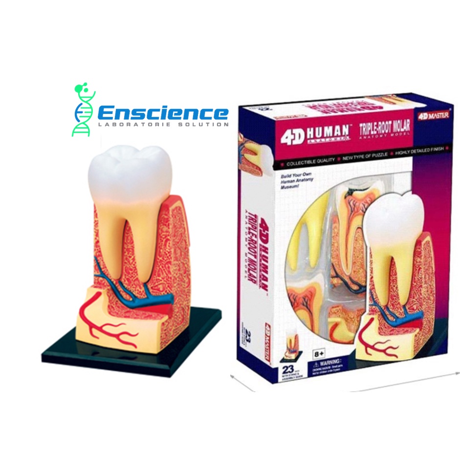 4D MASTER STEM Human Triple Root Molar Tooth Anatomy Detachable Model ...