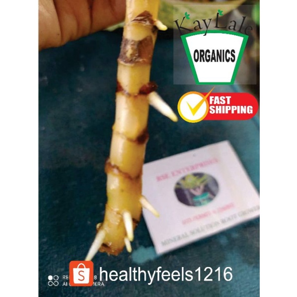RSE Root Grower Mineral Solution (w/ free seeds) | Shopee Philippines