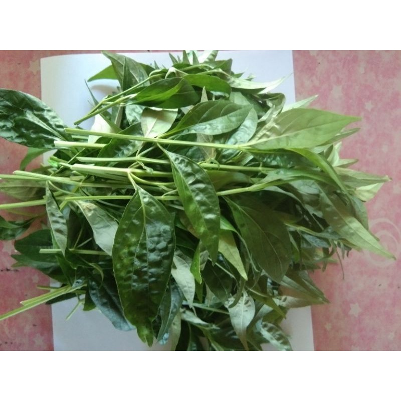 Serpentina Leaves (Dried or Fresh) | Shopee Philippines
