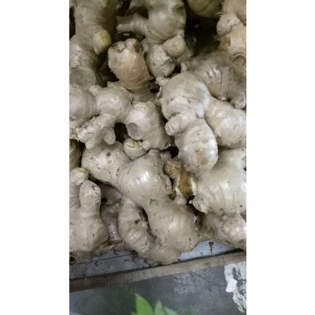 ginger 250g luya luyang malalaki by Celsos Farm Goods | Shopee Philippines