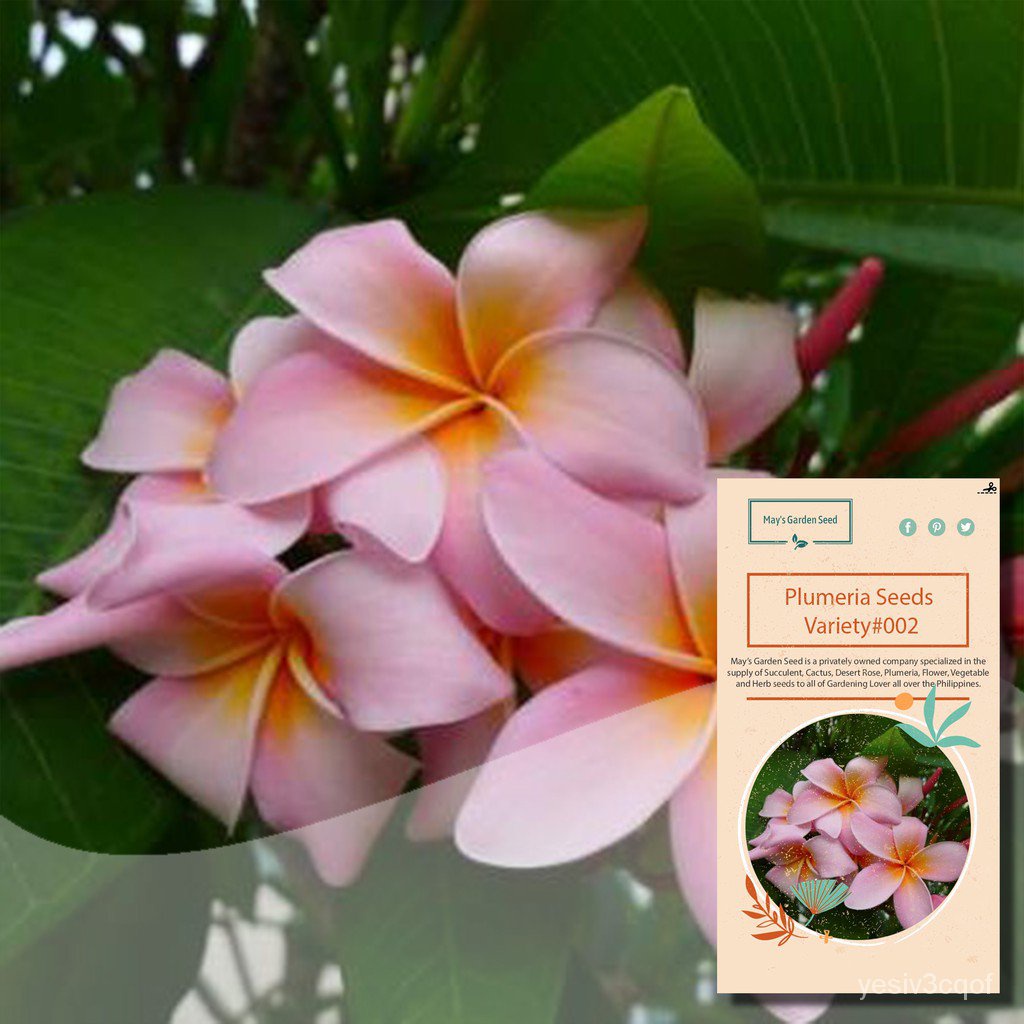 Top-Quality Seeds Pink with Orange Center Kalachuchi Seeds, Plumeria ...