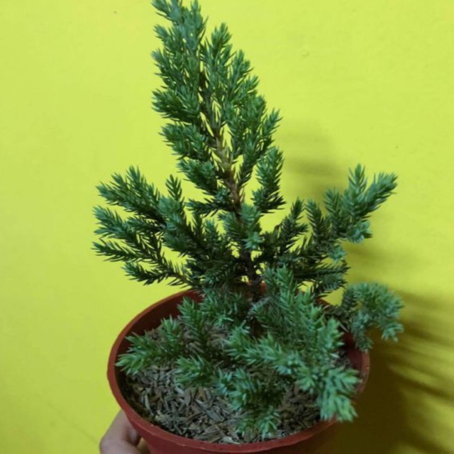Formosan Juniper (live plant) | Shopee Philippines